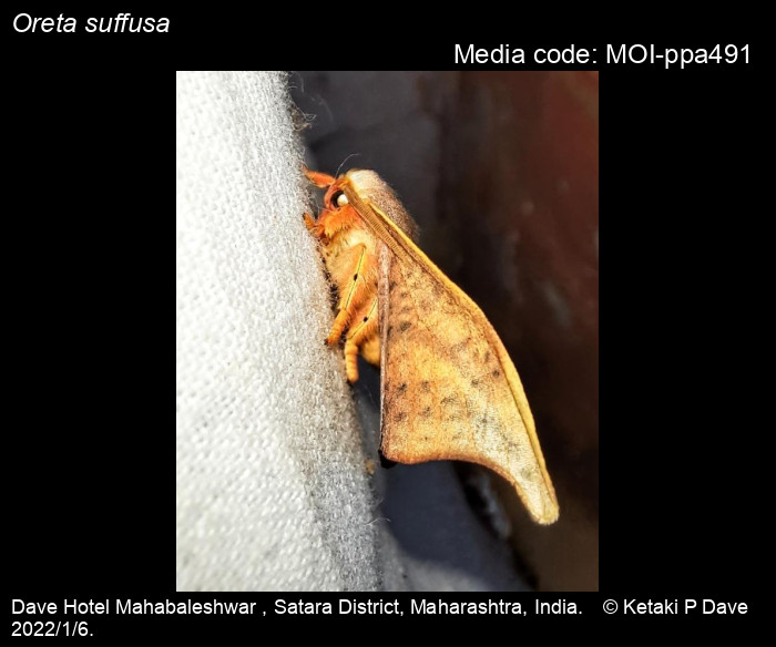 Oreta suffusa Walker, 1855 - | Moths